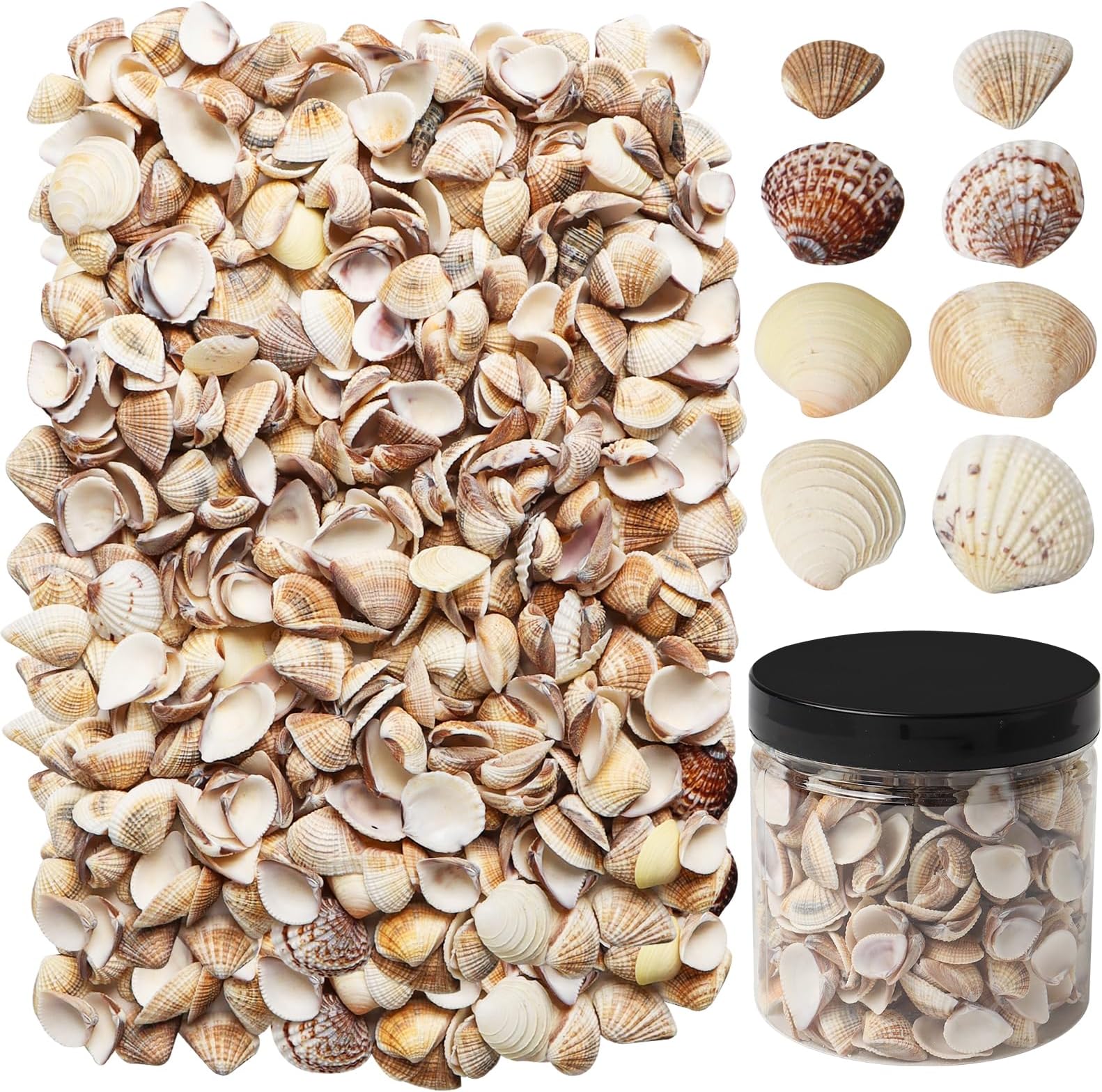 Amazon.com: Calonge 1000+ Tiny Sea Shells Small Natural Starfish Mixed ...