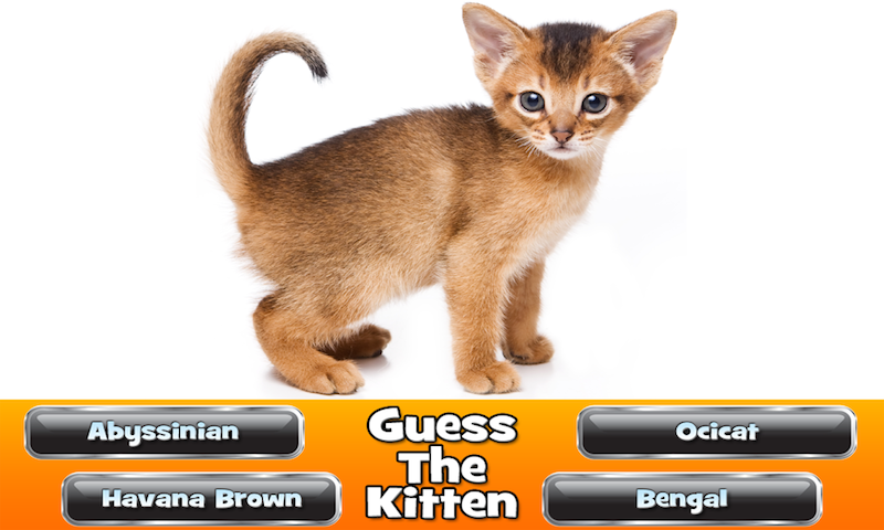 Guess The Kitten Breed - Trivia Game - App on the Amazon Appstore