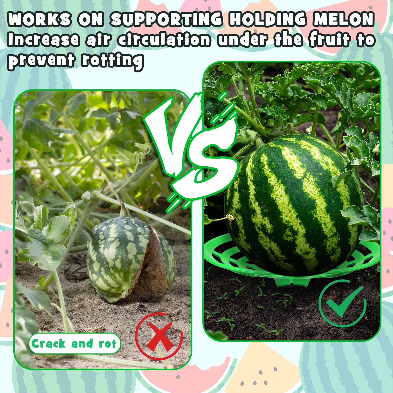 Yellow Honey Melon Plant