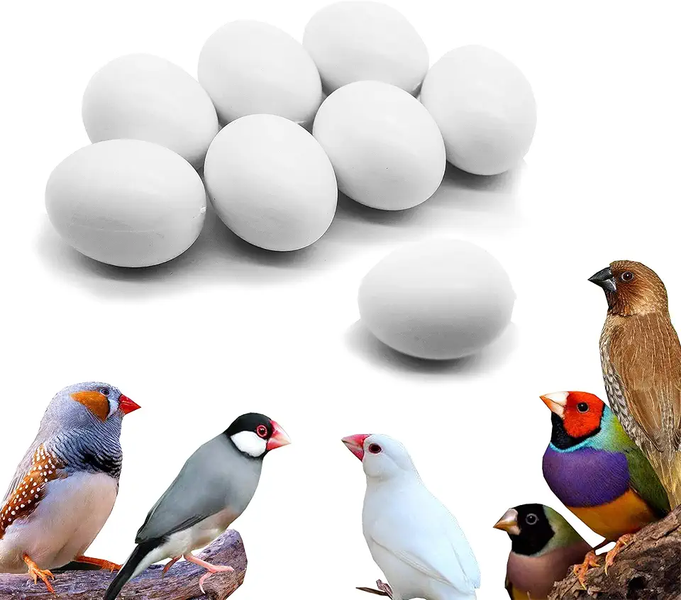 The Process Of House Finch Eggs Hatching: A Timeline | PetShun