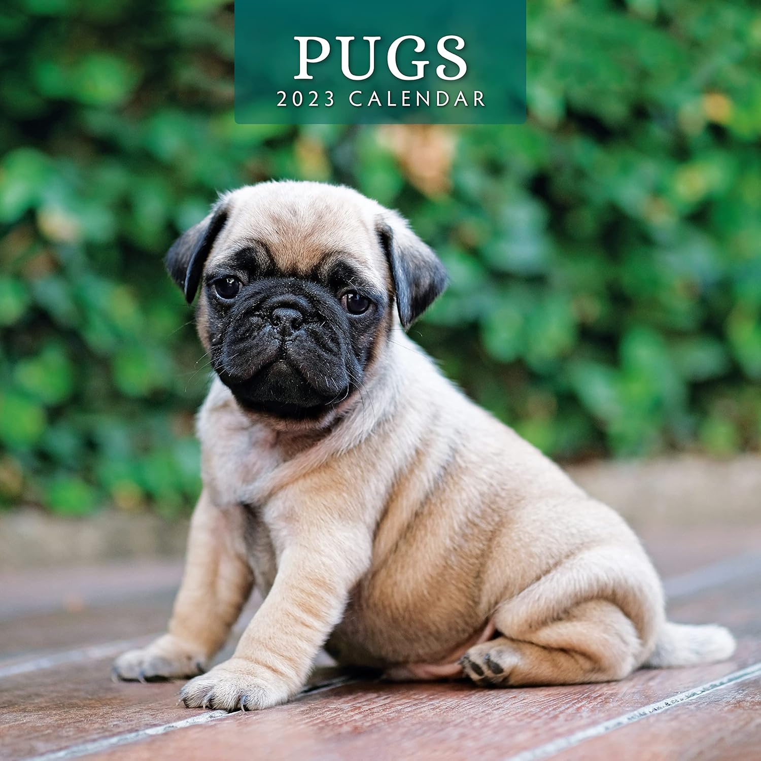 PUGS 2023 SQUARE WALL CALENDAR : Amazon.in: Office Products