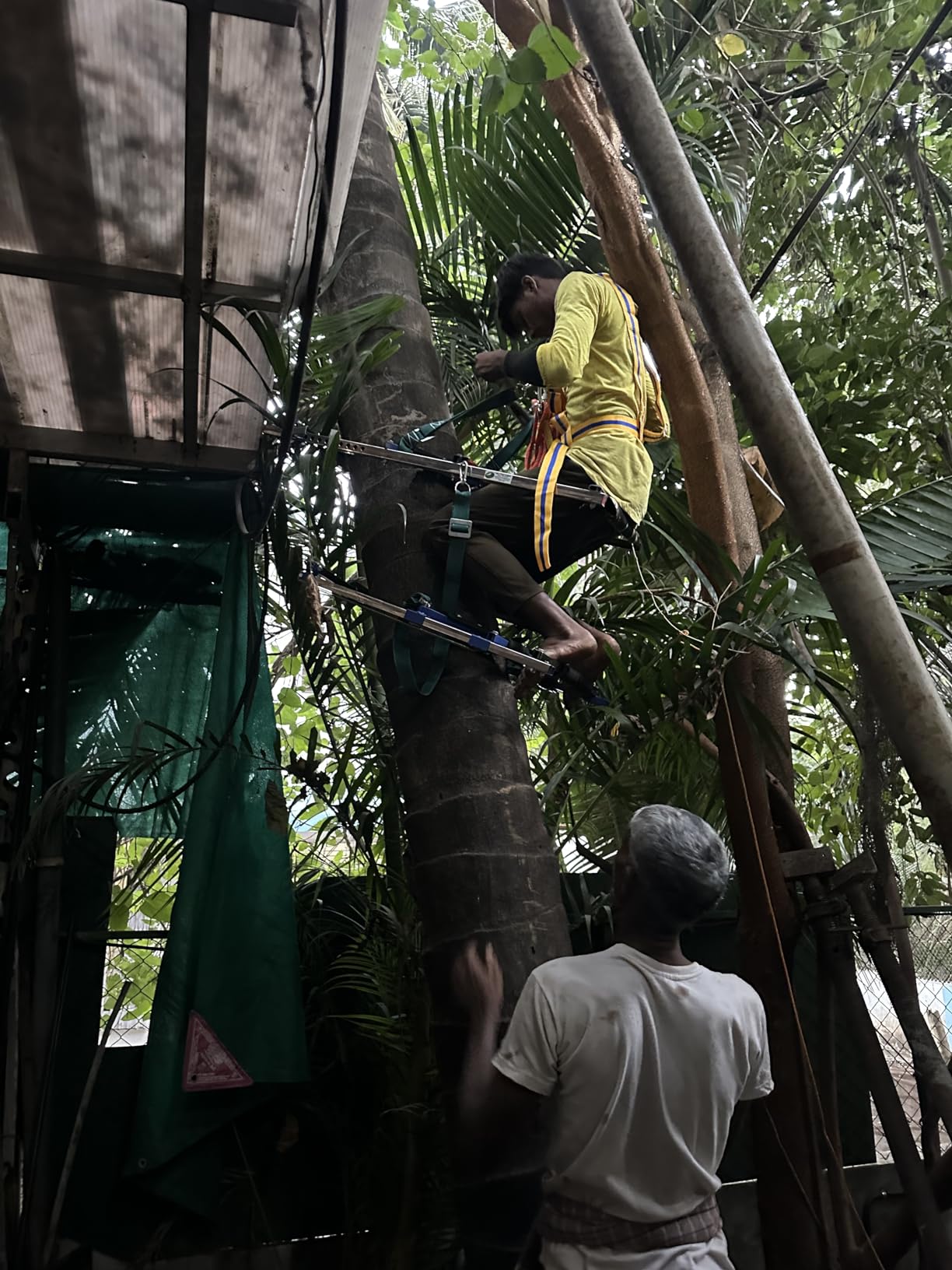 RTECH Advanced Coconut Tree Climber, Multi Tree Climbing Device XL-50, Coconut Tree South India ...