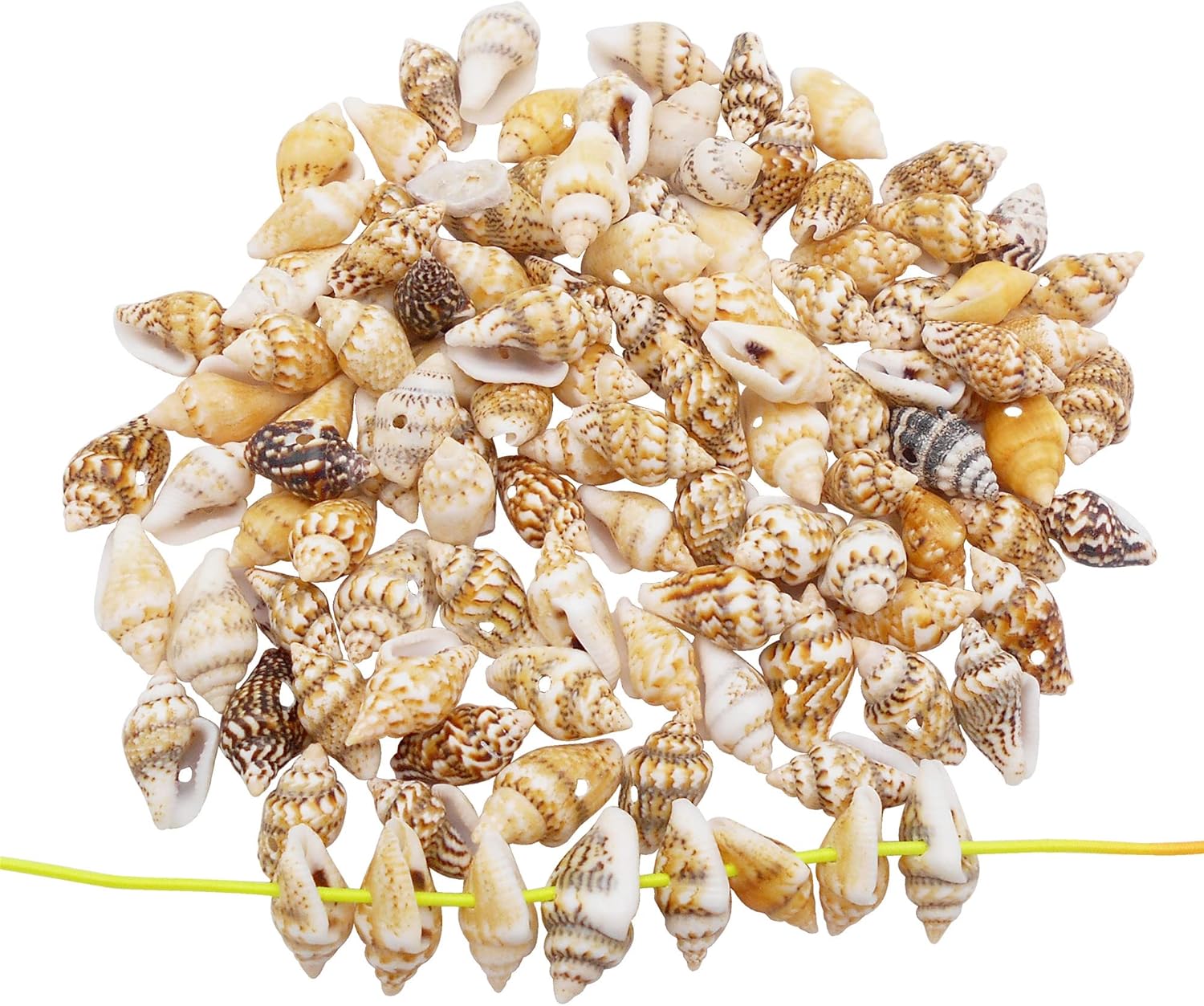 Amazon.com: 50g Drilled Sea Shells Natural Ocean Beach Spiral Seashells ...