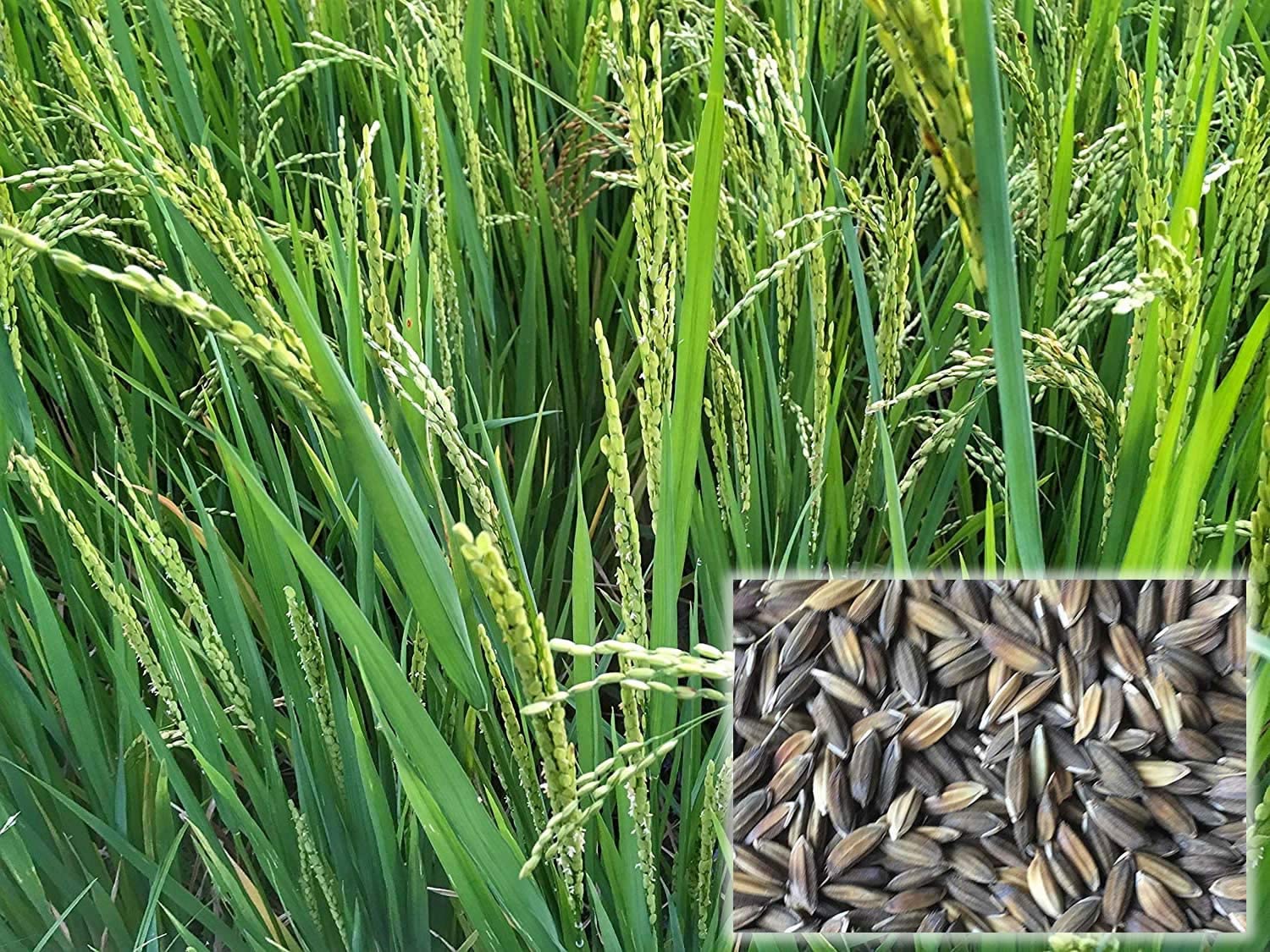 Navara Rice Seeds 1 Kg For Growing Forming Rarest Seeds | Desertcart INDIA