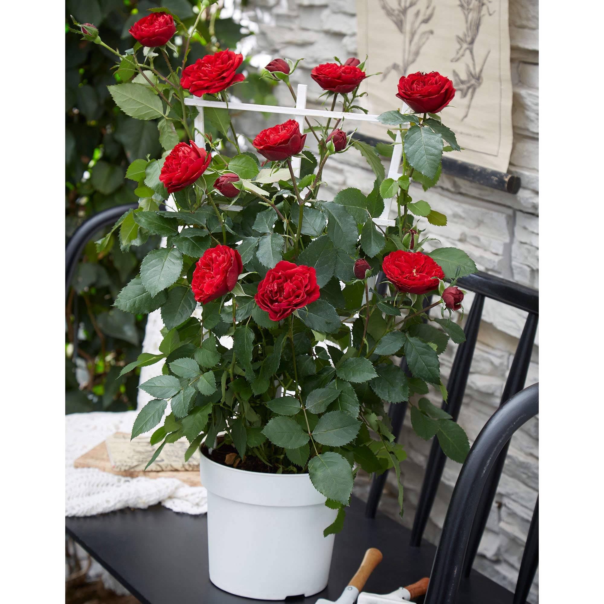 Buy Rosa "Crazy in Love" | Climbing Rose red | Climbers Hardy | Height ...