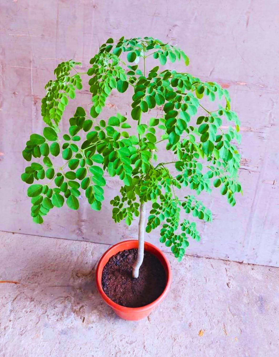 Amazon.com : No CA, Big Moringa Tree Live Plant, 2 to 3 Ft Tall in 1 ...