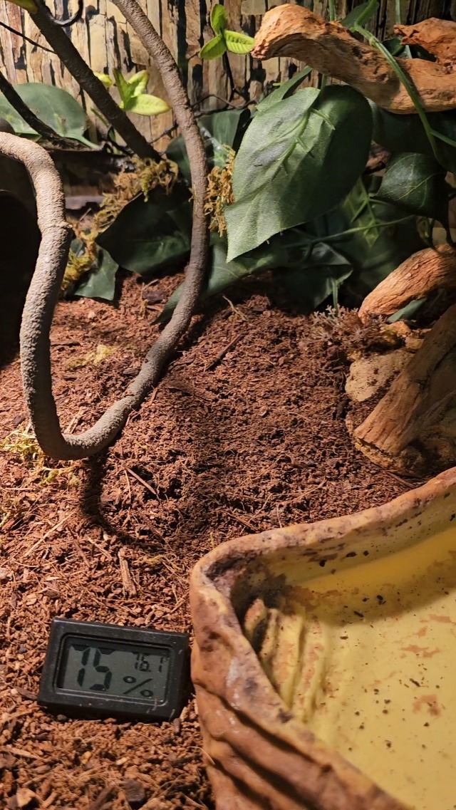 Watch This makes caring for our snake way easier on Amazon Live