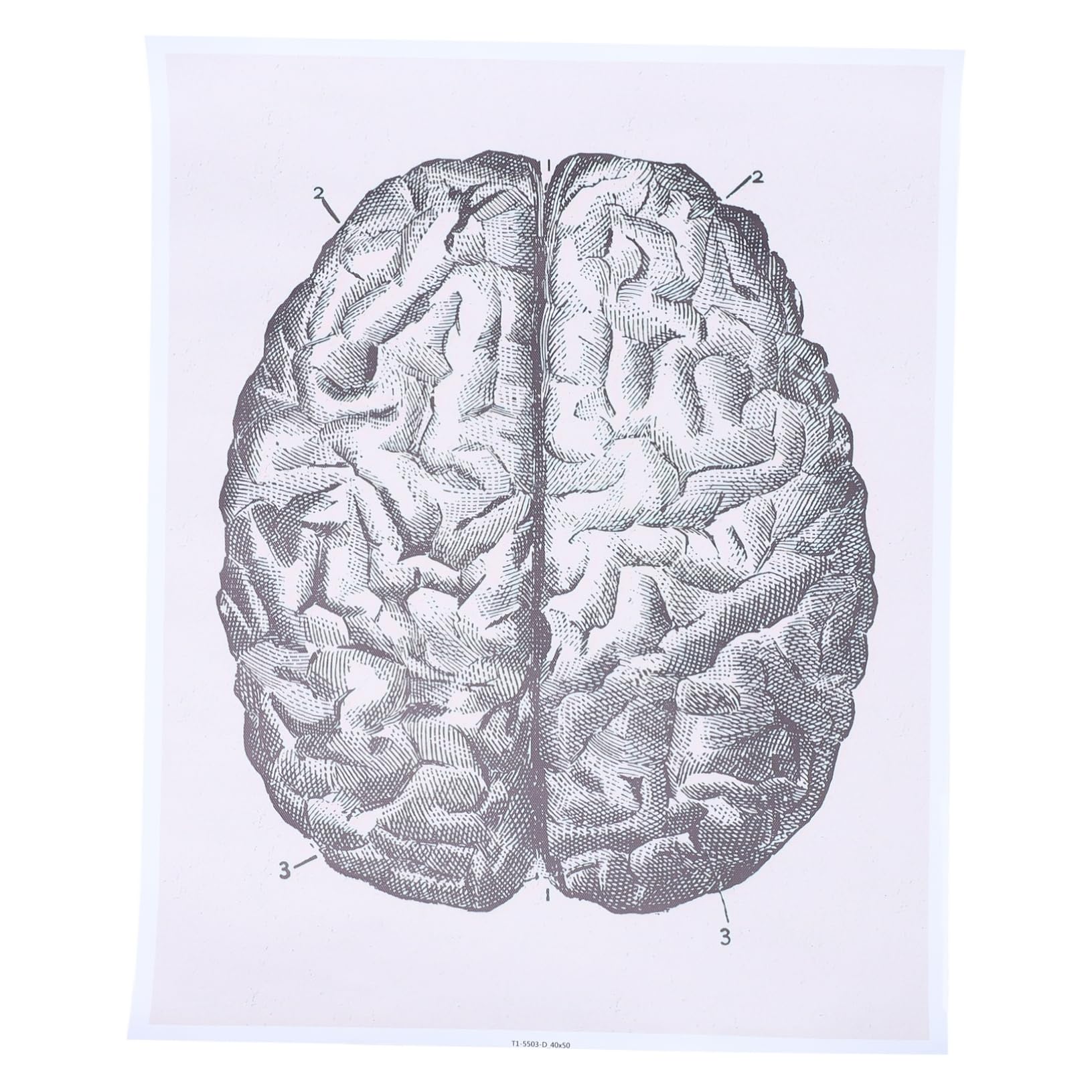 Wall Poster 1pc Human Anatomy Human Wall Art Anatomical Wall 1739