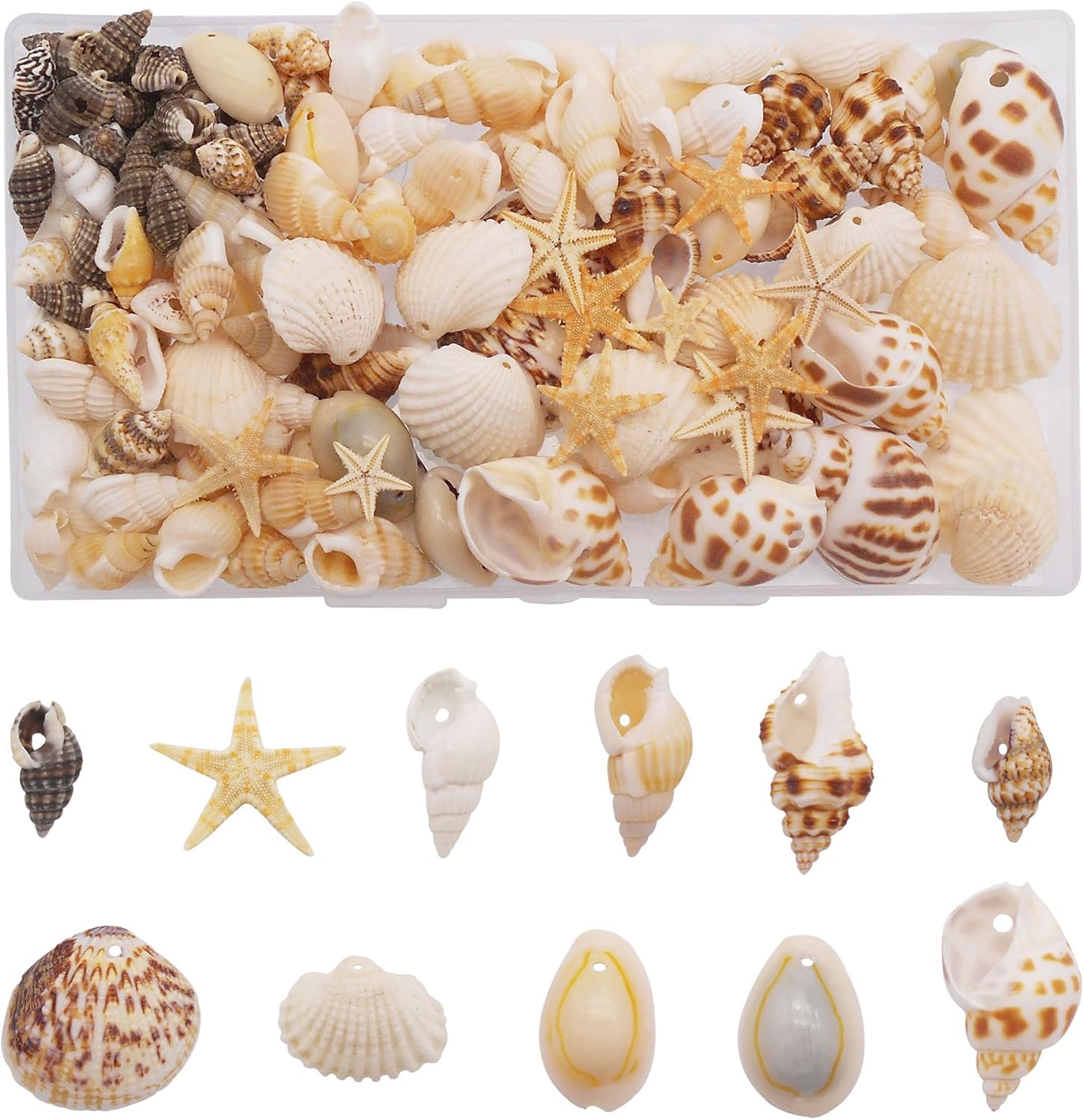GraceAngie 1 Box 150PCS Small Tiny Sea Shells with Hole Mixed 11 Styles ...