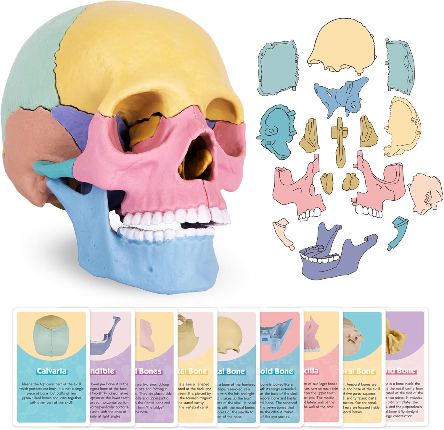 Amazon.com: ArtCreativity Anatomical Skull Puzzle – 17pc Human Skull ...