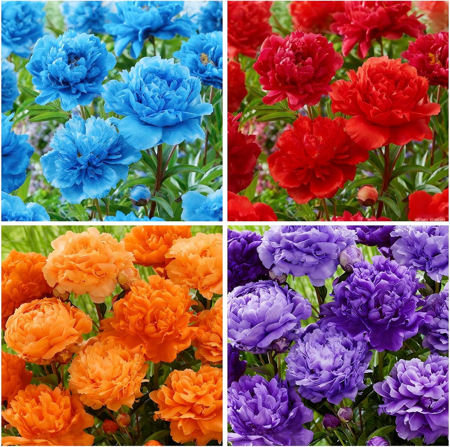Amazon.com : 100+ Mixed Colorful Peony Flower Seeds for Planting- Peony ...