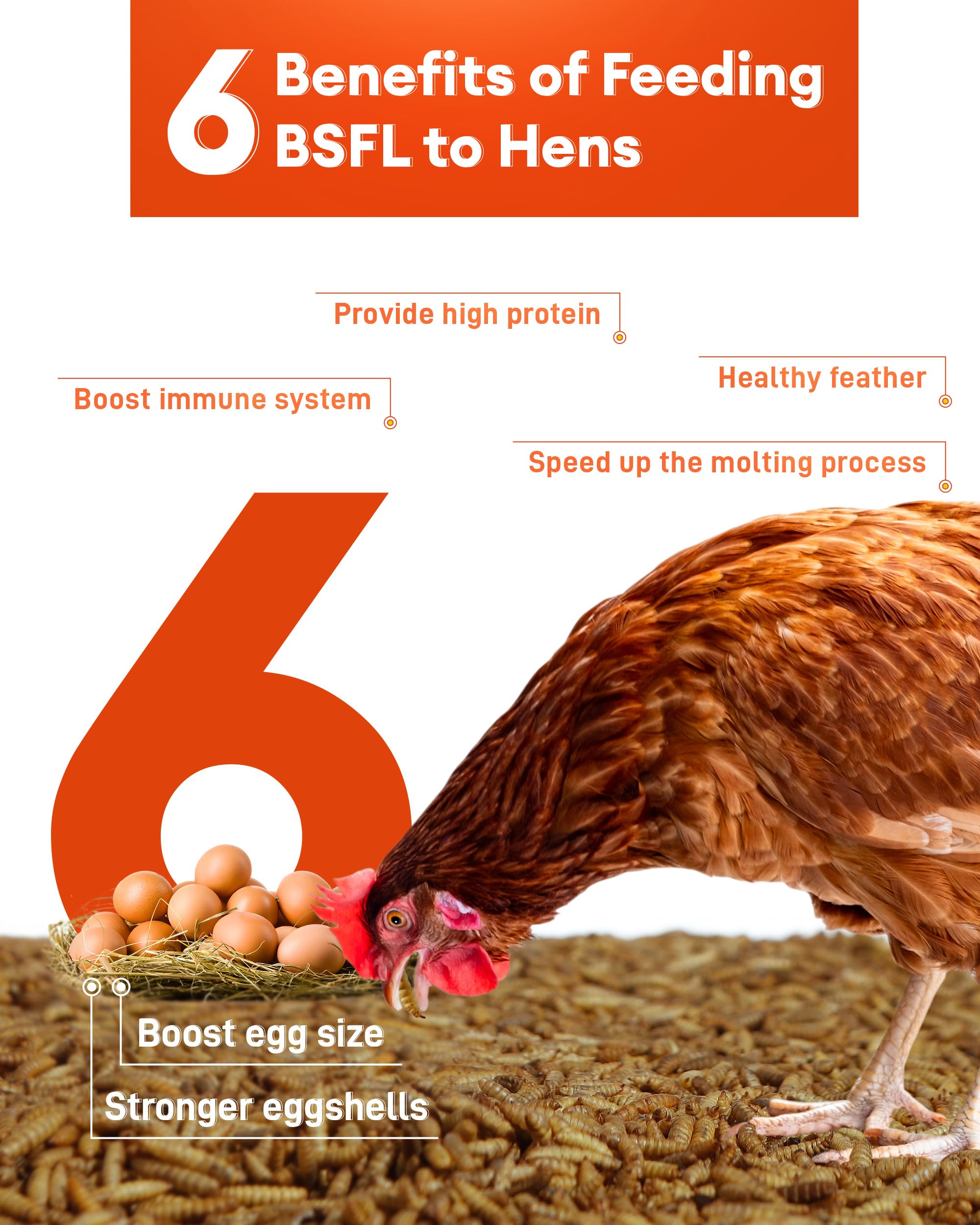 Snapklik.com : 85X Calcium Than Dried Mealworms 5LB For Chicken Feed ...