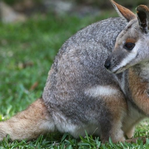 cute wallaby Wallpaper -- HD Wallpapers of cute wallaby! - App on the ...
