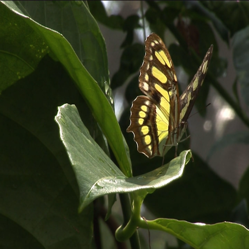 NatureVision TV - App on Amazon Appstore