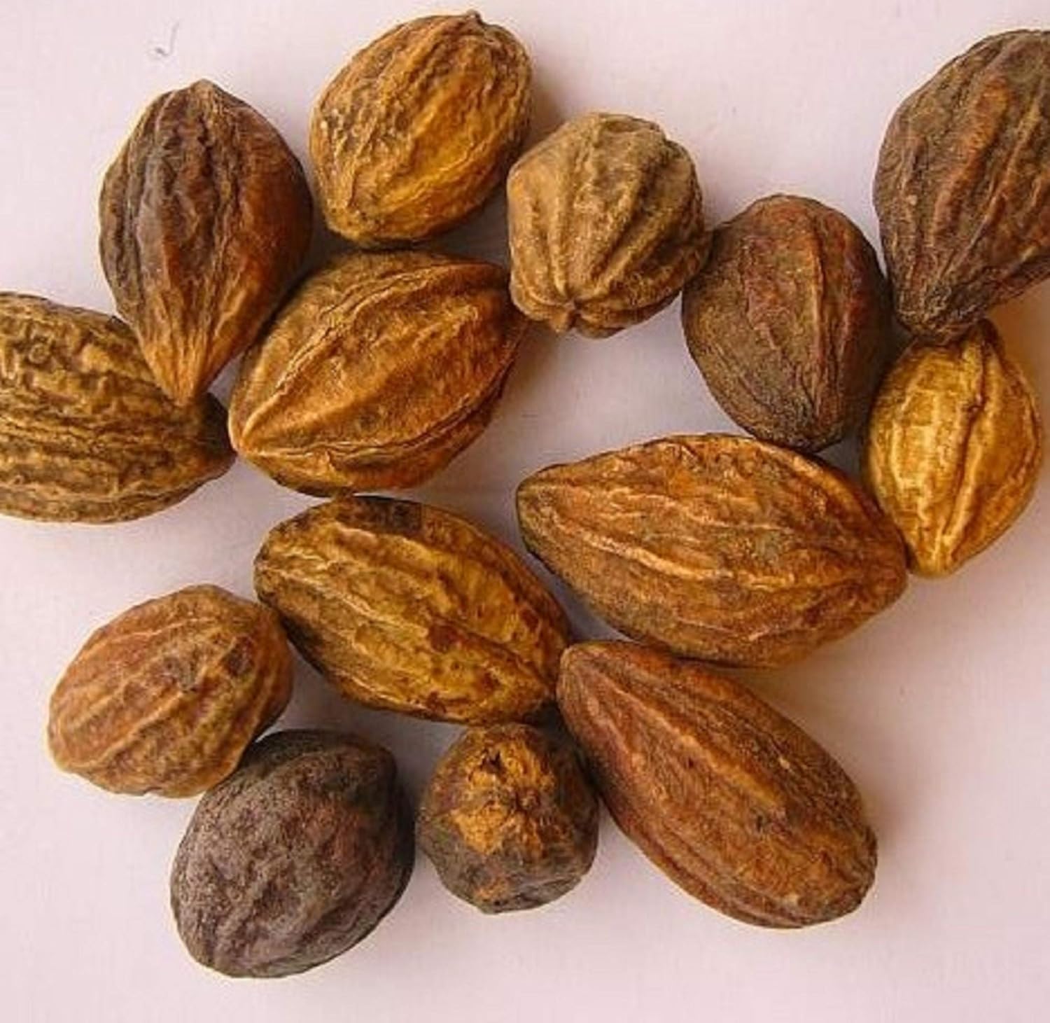 Buy SS Naturals- Terminalia Chebula Tree Seed, Chebulic Myrobalan ...