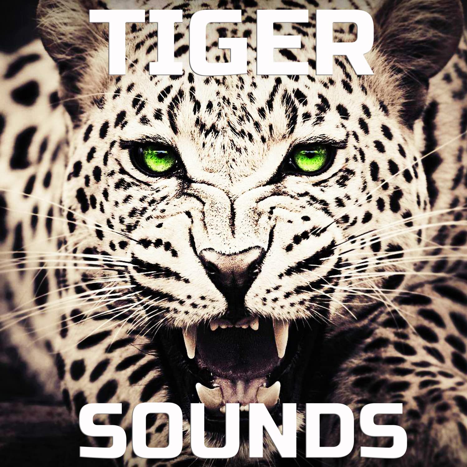Angry Tiger song by Tiger Sounds, Animals Nature Sounds & Animal Planet ...