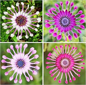 Amazon.com : 150+ Rare Perennial African Rare Daisy Flower Seeds for ...