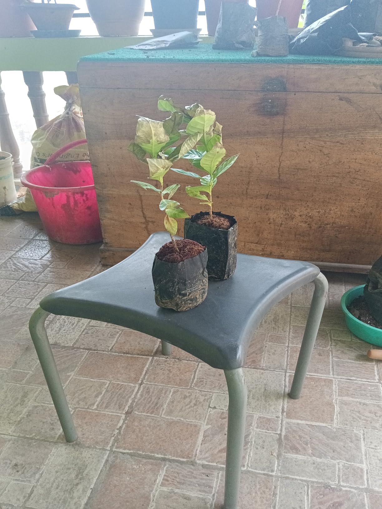 Aiden Gardens Rare Exotic Spice Plant- Coffee Plant Huge Production ...