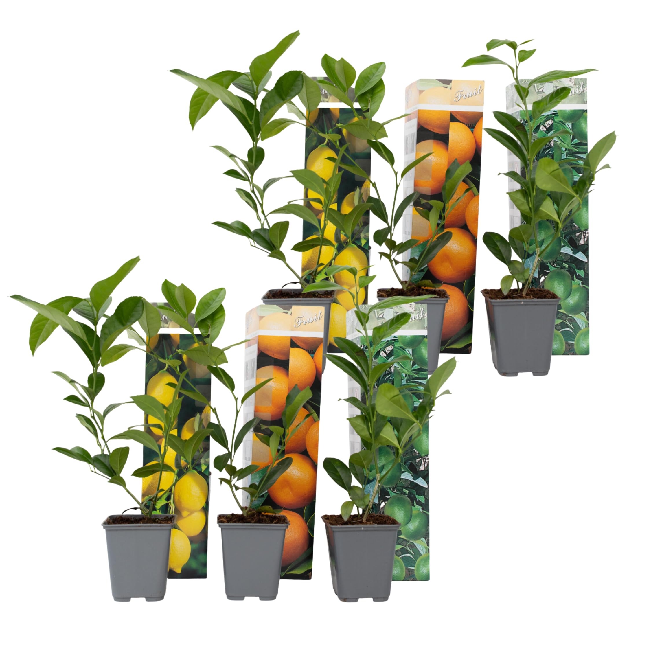 Citrus Fruits Set