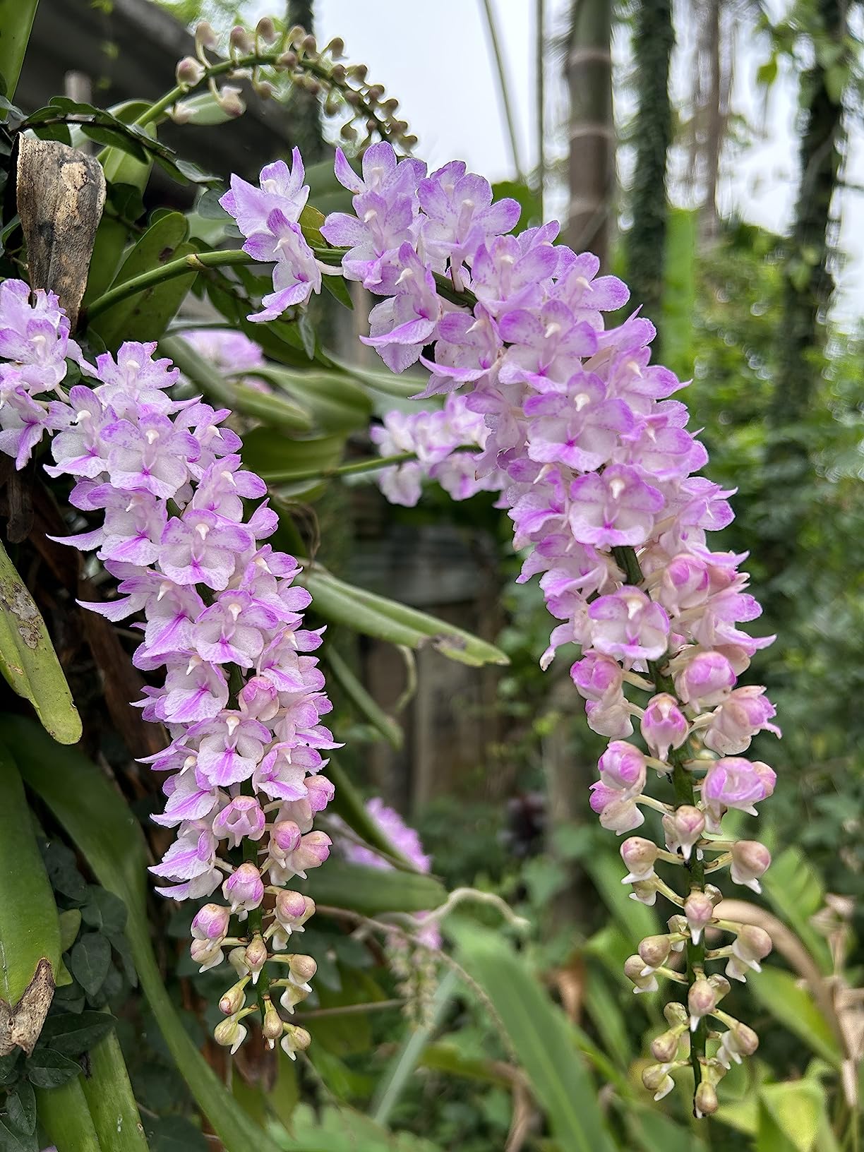 Apple iPhone 14 Plus (128 GB) - Blue : Amazon.in: Electronics