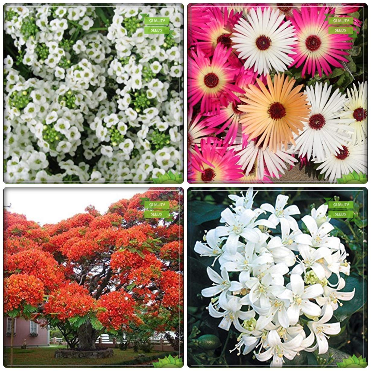 Creative Farmer Garden Plant Seeds Combo Tree Seeds : Flame Tree ...