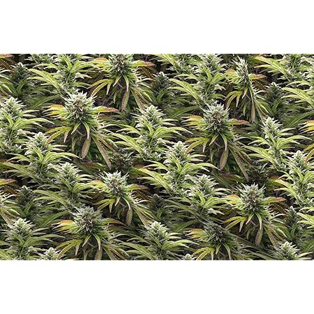 Amazon.com: Spoonflower Fabric - Marijuana Leaf Cannabis Multi Colored ...