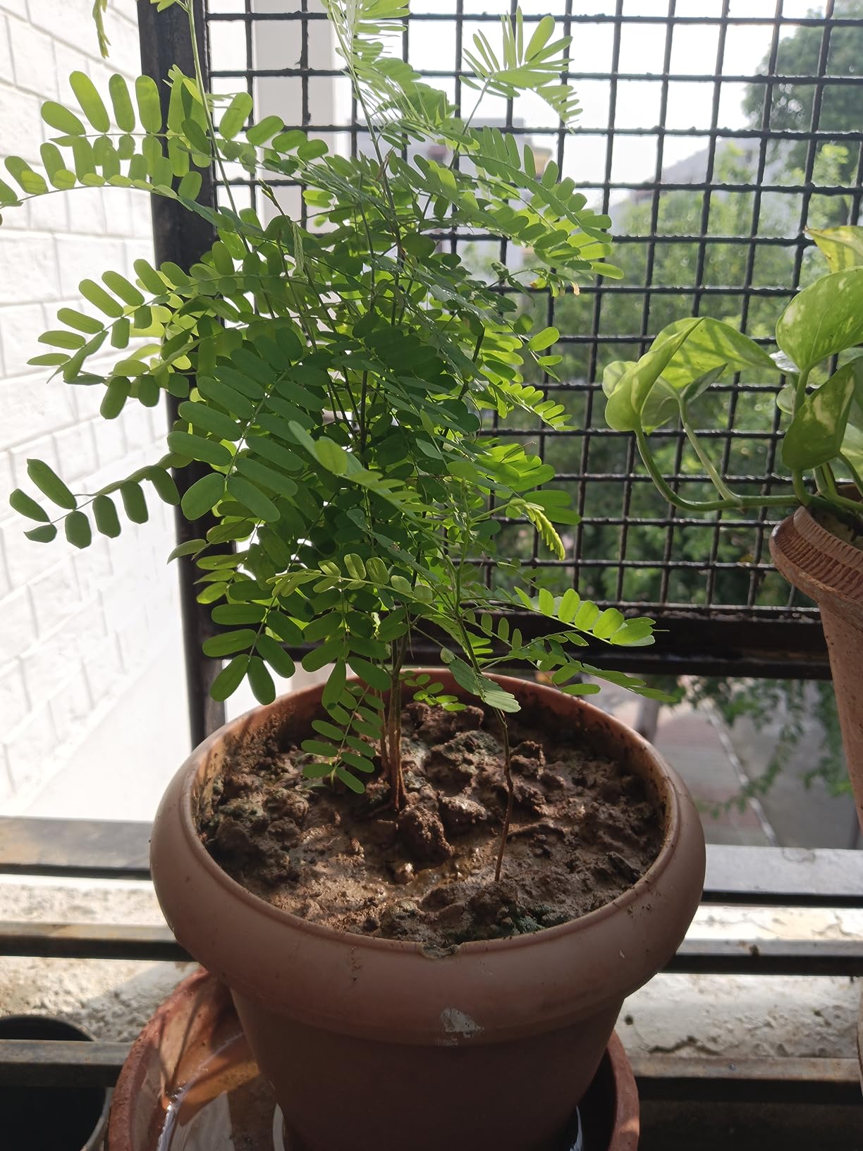 White Gunja Live Plant Medicinal (Original White) : Amazon.in: Garden ...