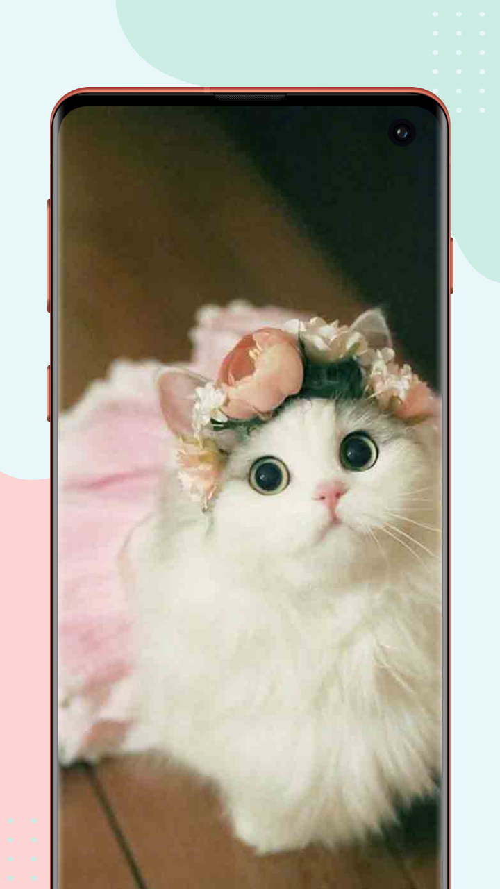 Kitten Cute Cat Wallpaper - App on the Amazon Appstore