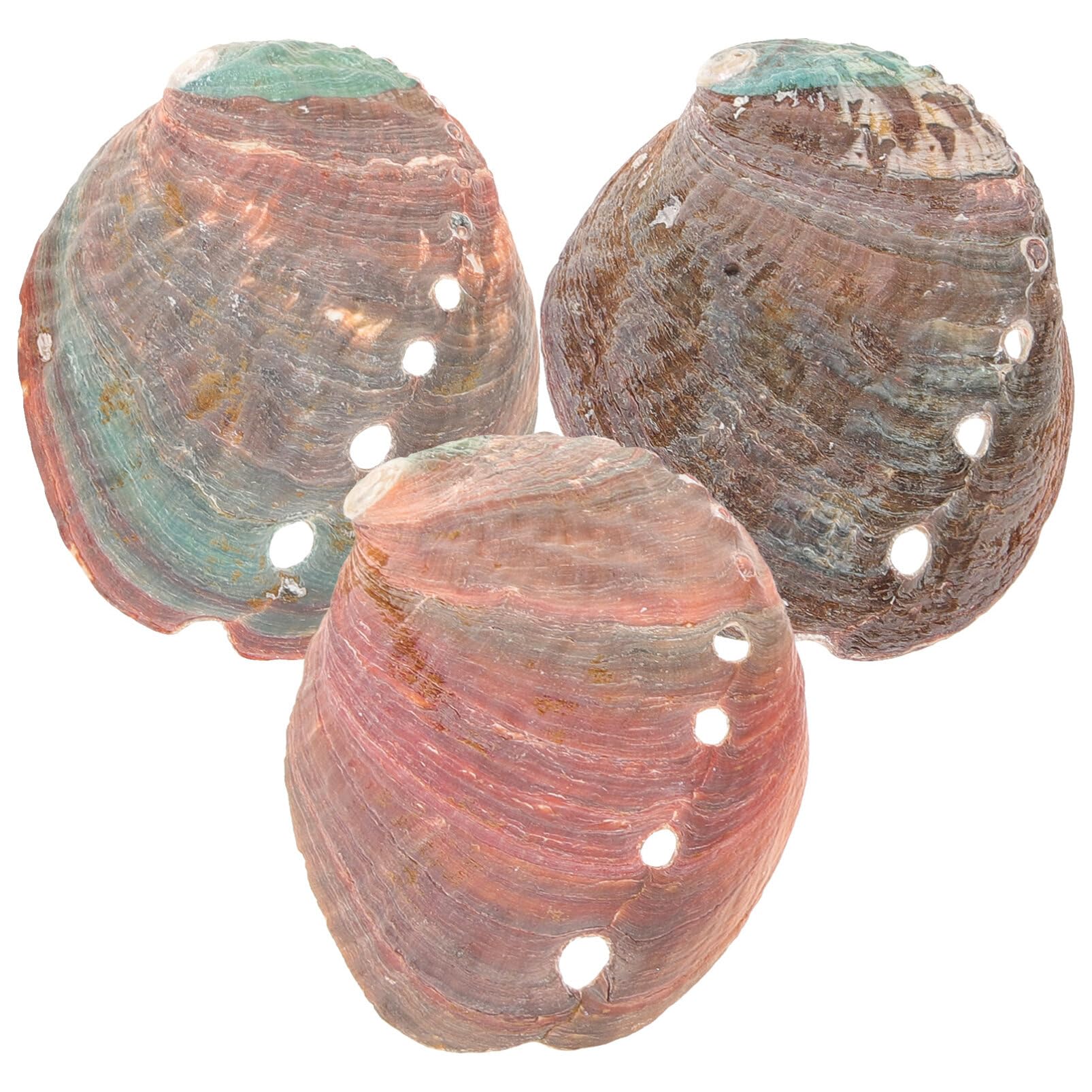 Angoily Smudge Kit 3Pcs Natural Sea Shells Abalone Shell Smudge Bowl ...