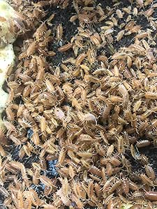 Amazon.com : Bugzy Bugs Powder Orange Live Isopods 12 Count ...