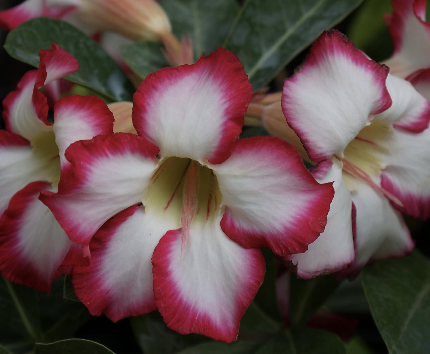 Amazon.com : Adenium Obesum ~ Picotee Desert Rose ~ Live Plant : Patio ...