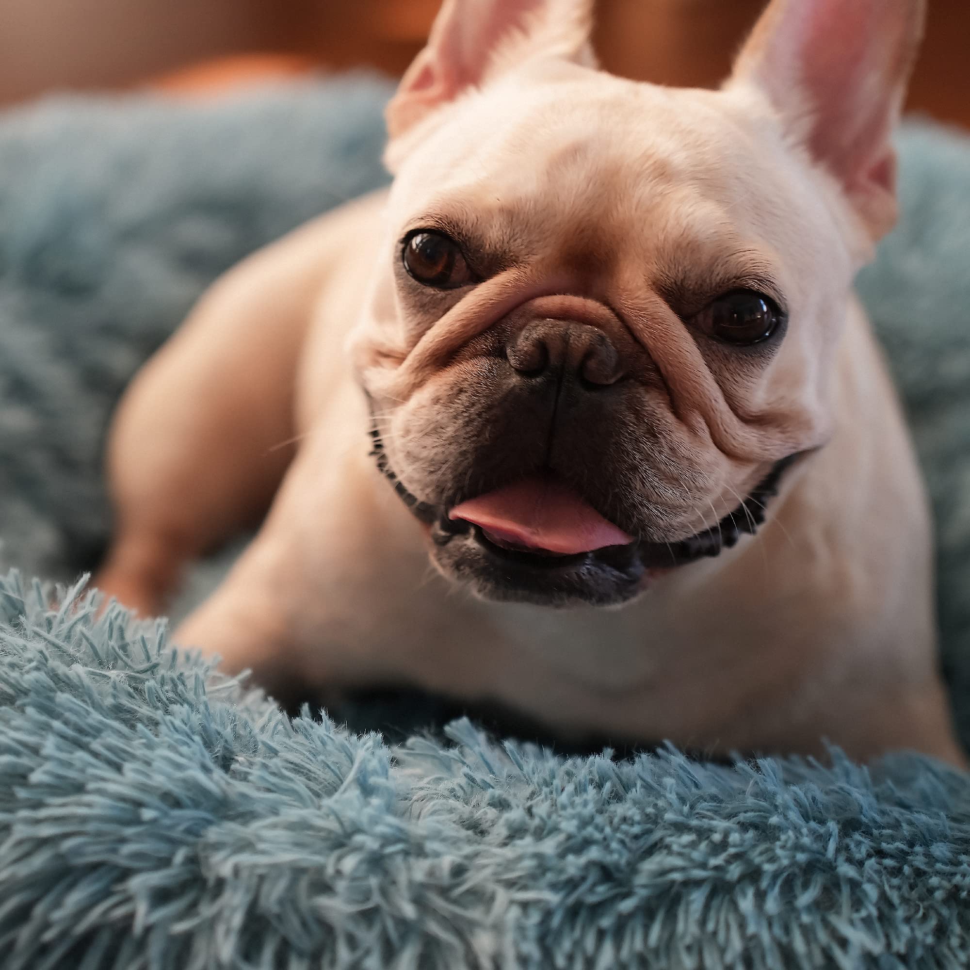 Blue Dog Bed for Small Dogs Fluffy Anti-Anxiety Dog Bed , Calming Dog ...