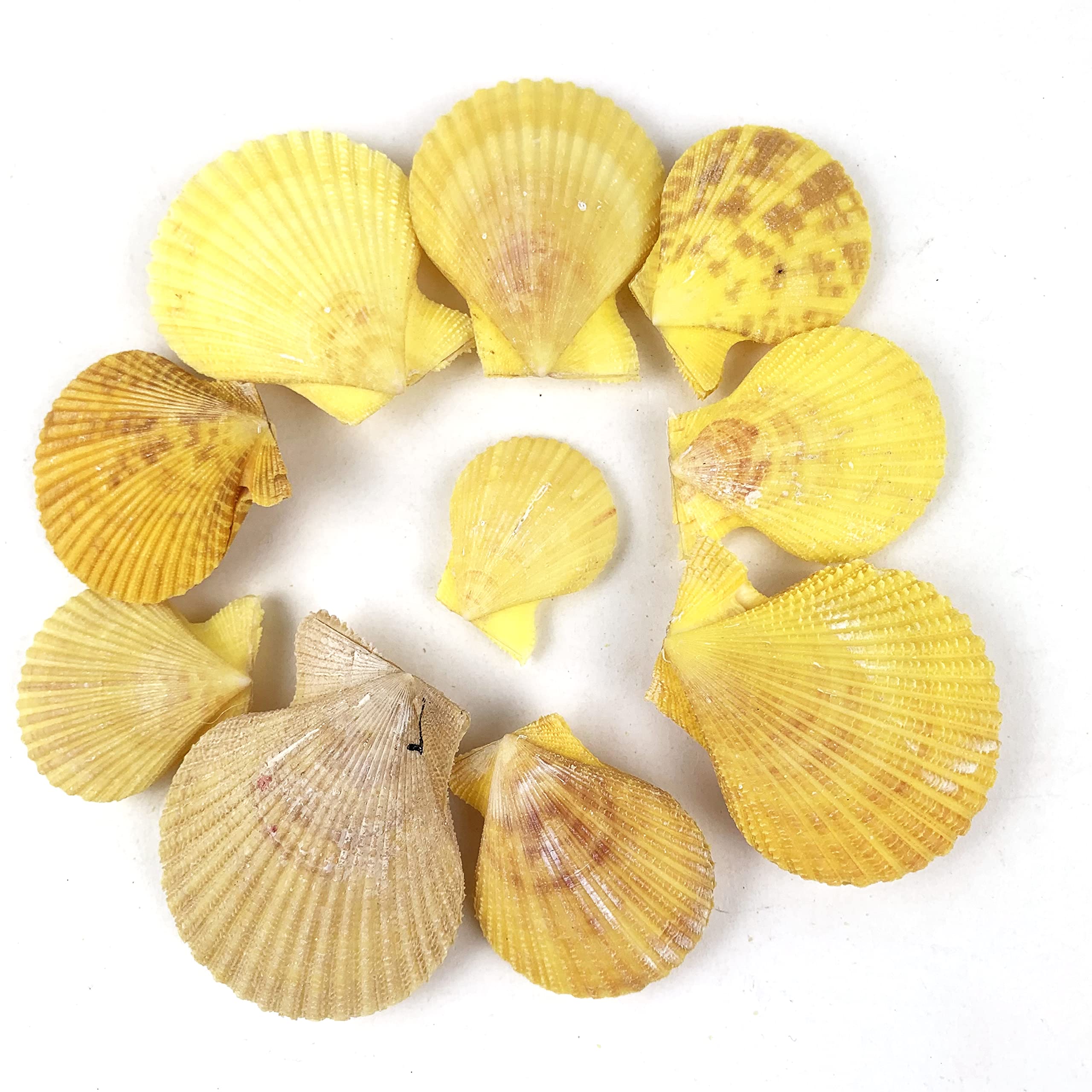 Yellow Seashell