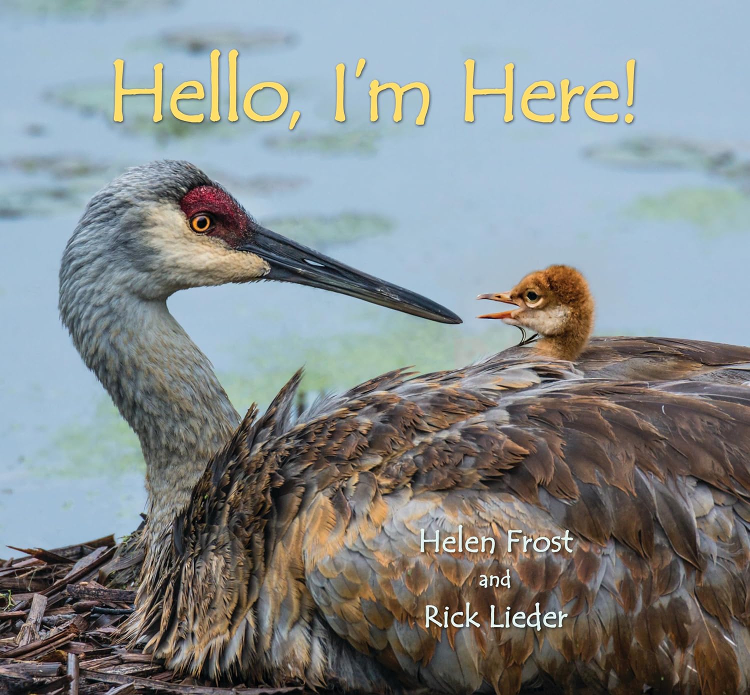 Amazon.com: Hello, I'm Here! (Step Gently, Look Closely): 9780763698584 ...