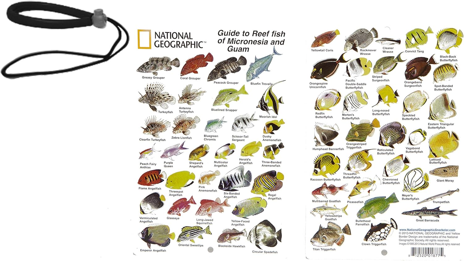 Amazon.com : National Geographic Snorkeler - Guide to Reef Fish of ...