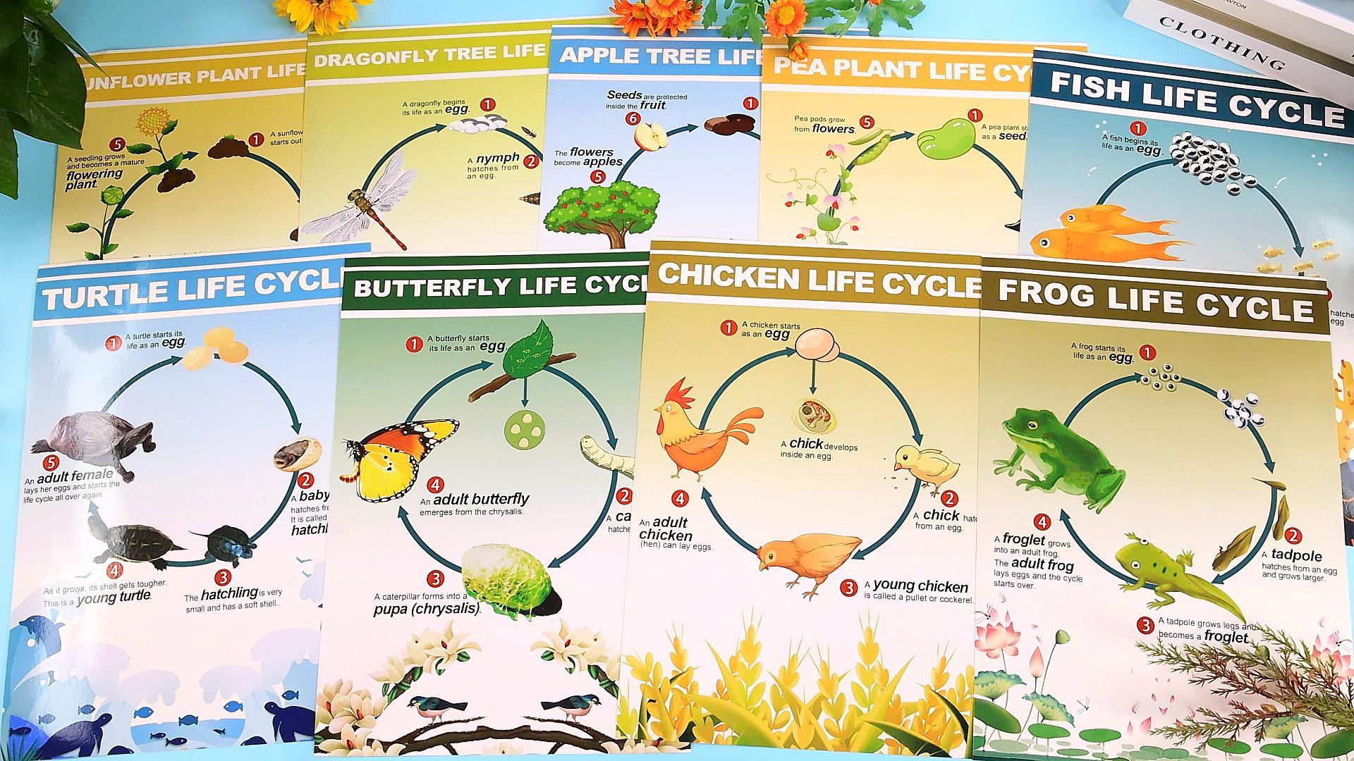 Animal Life Cycles Masteringbiology Chart