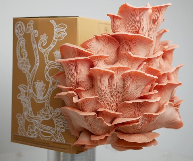 Pink Oyster Mushroom Grow Kit, Full Starter Kit with Temporary Tent ...