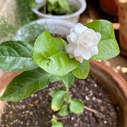 Bhajanlal Greenery Garden Arabian Jasmine or Chameli/motiya (Bela) or ...