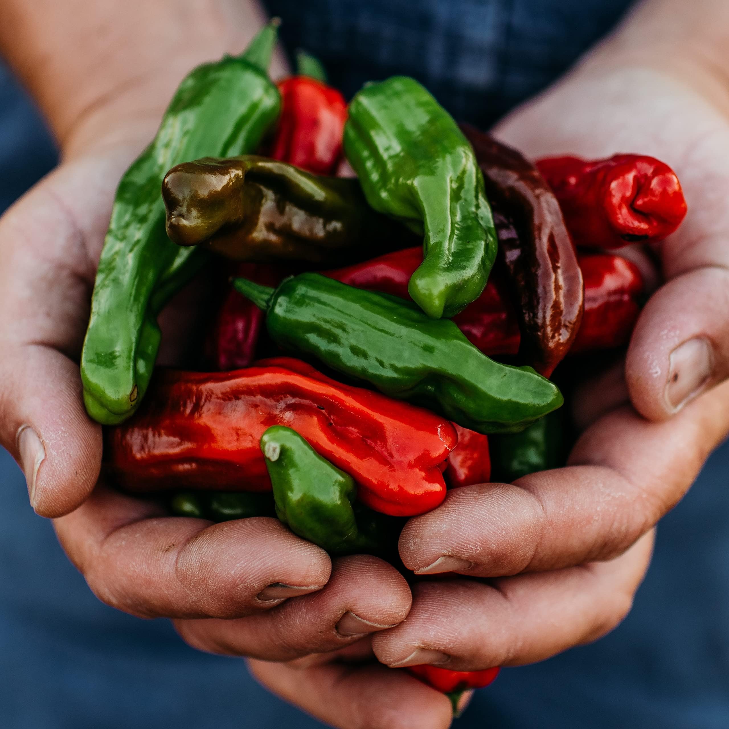 Amazon.com : Pepperoncini Golden Greek Seeds - Heirloom Pepper - Sweet ...