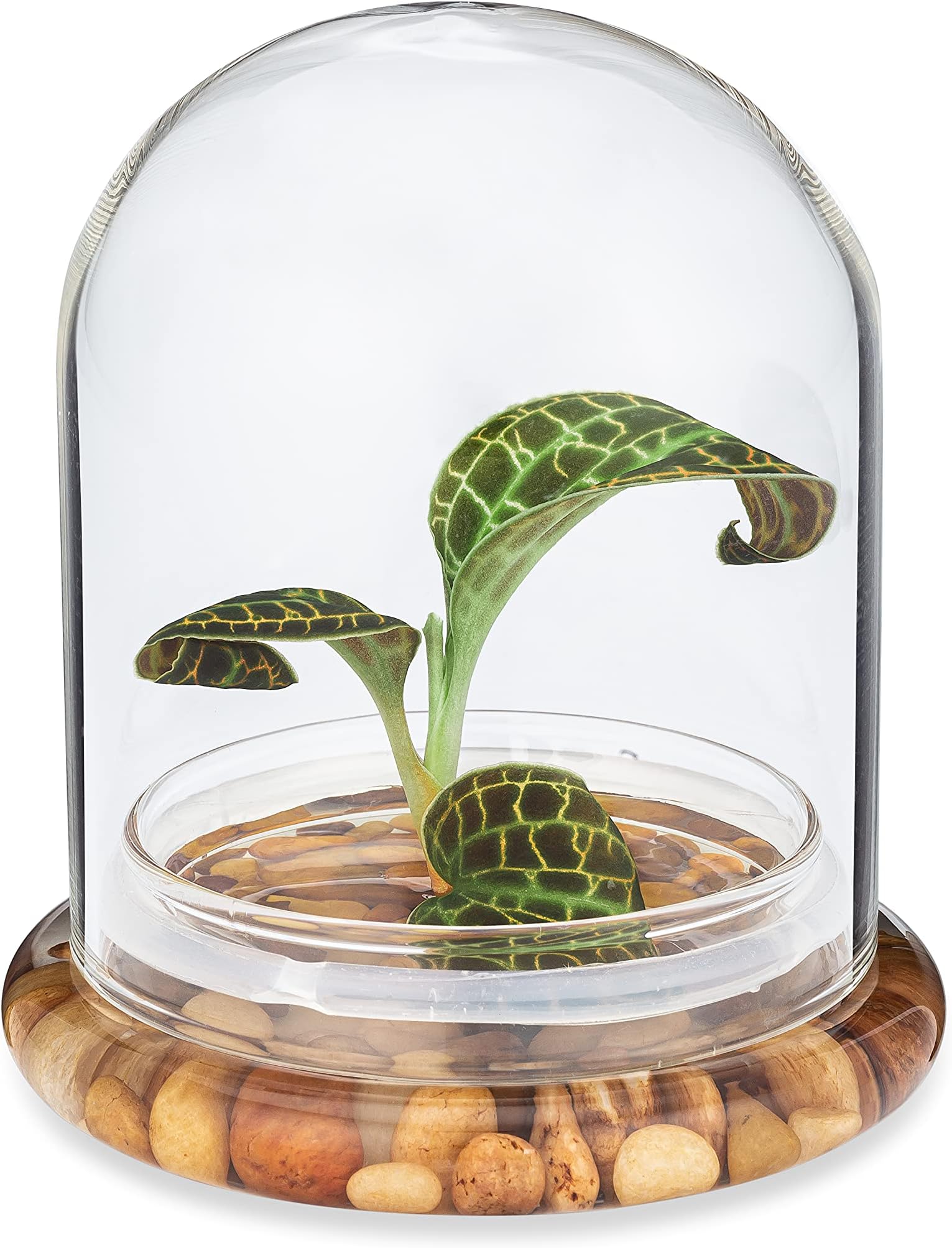 Amazon.com : Exacum Persian Violet Midget White Annual Seeds : Patio ...