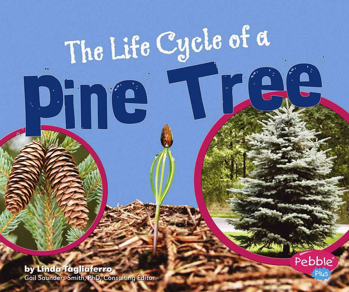The Life Cycle of a Pine Tree (Pebble Plus) : Tagliaferro, Linda ...