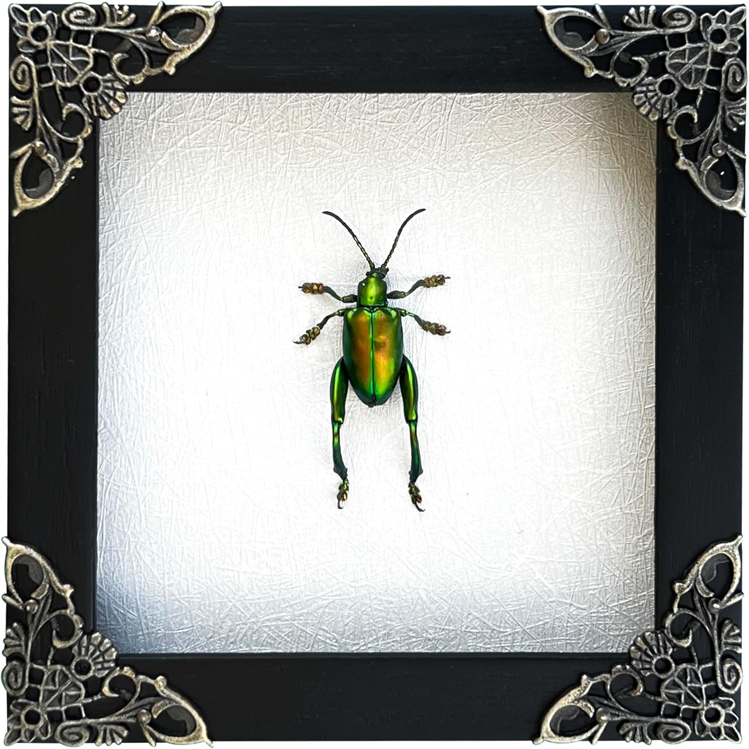 Amazon.com - Real Framed Green Beetle Dead Insect Dried Bug Black Frame ...