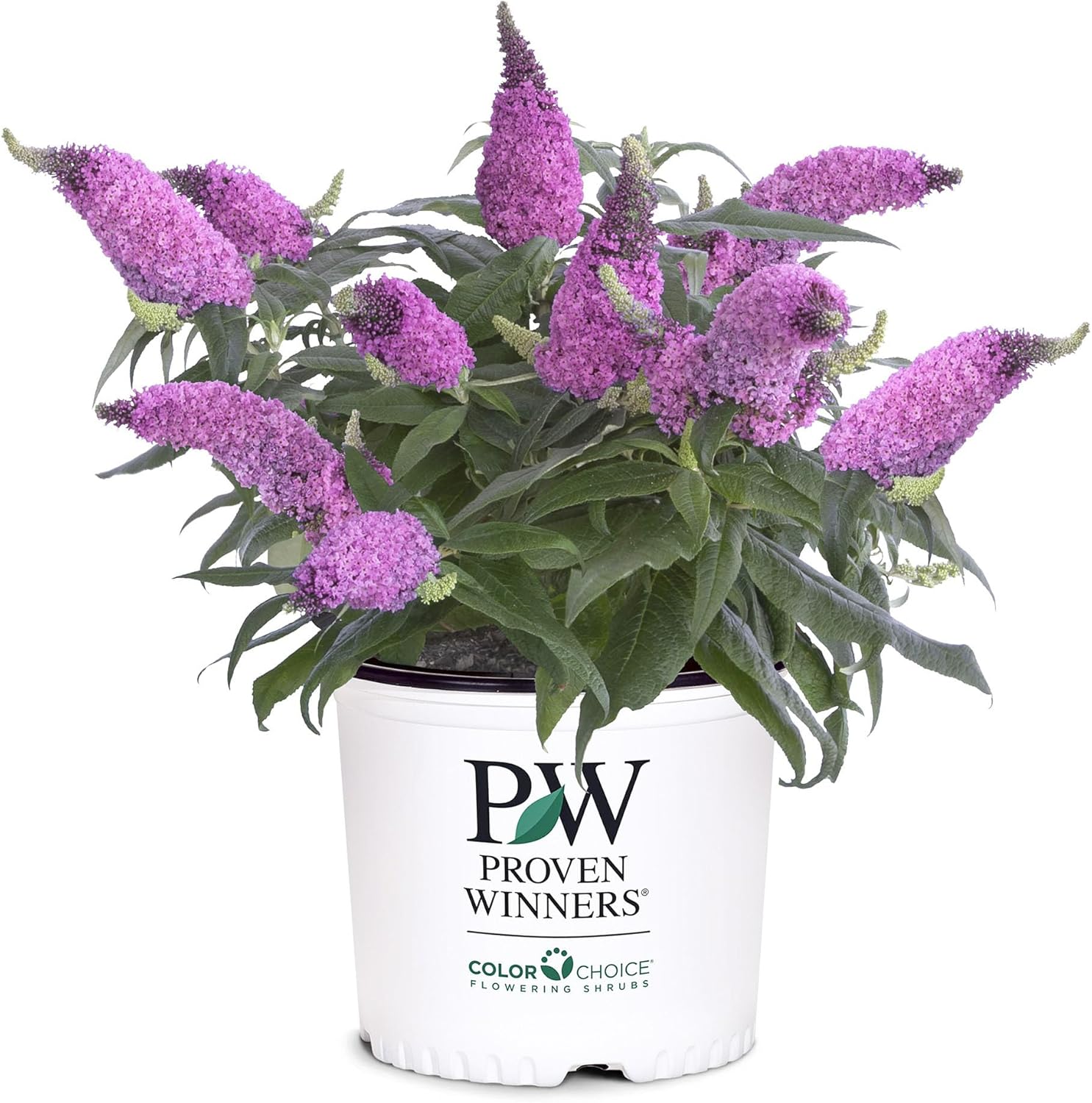 Amazon.com : 2 Gallon Proven Winners Buddleia Pugster Pinker Shrub ...