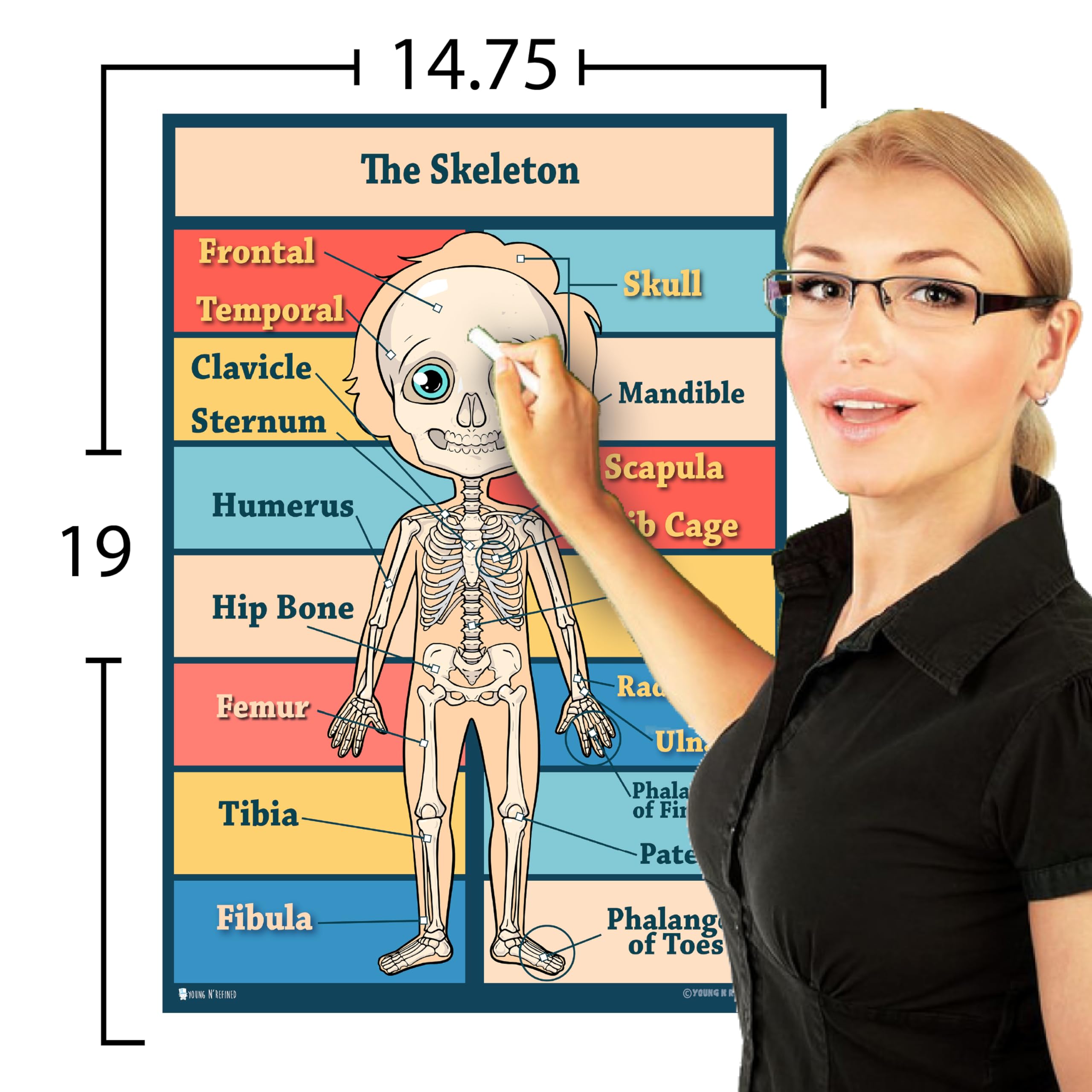 Skeletal System Organs For Kids