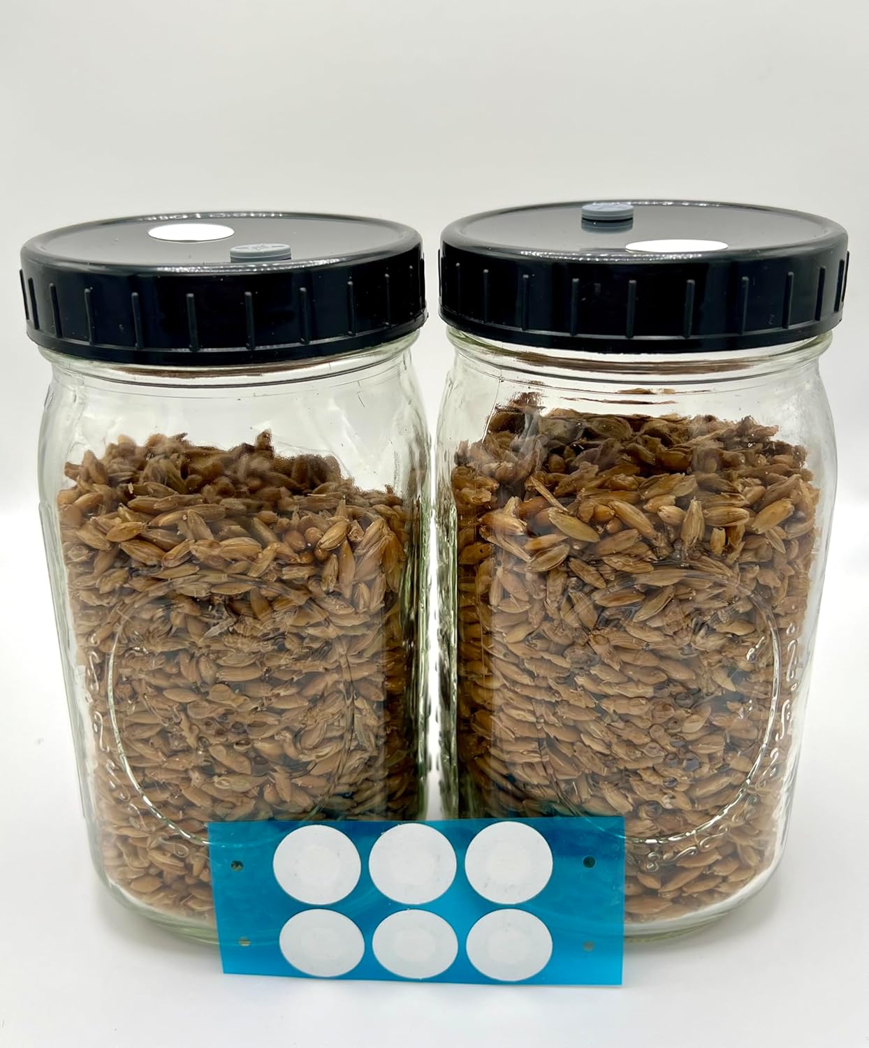 Amazon.com: 2 Sterilized Grain Jars with Modified Lids - Ready to ...