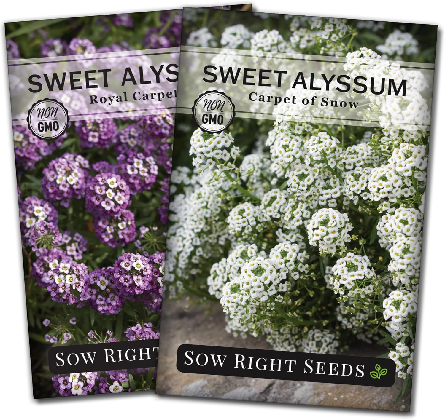 Amazon.com : Sow Right Seeds - Sweet Alyssum Flower Seed Collection for ...