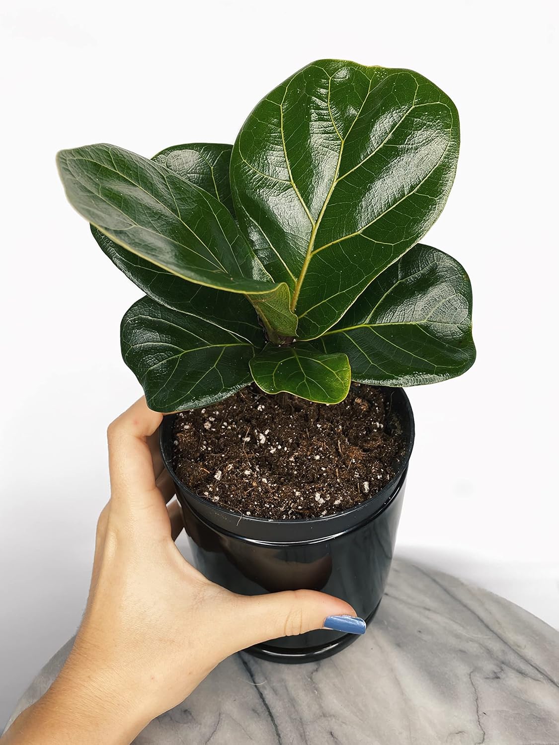 Amazon.com: Mini Fiddle Leaf Fig Tree - 4" Pot : Grocery & Gourmet Food