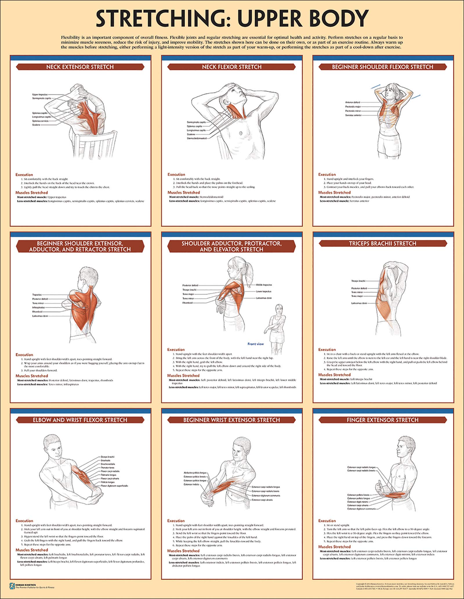 Best Upper Body Stretches | ubicaciondepersonas.cdmx.gob.mx