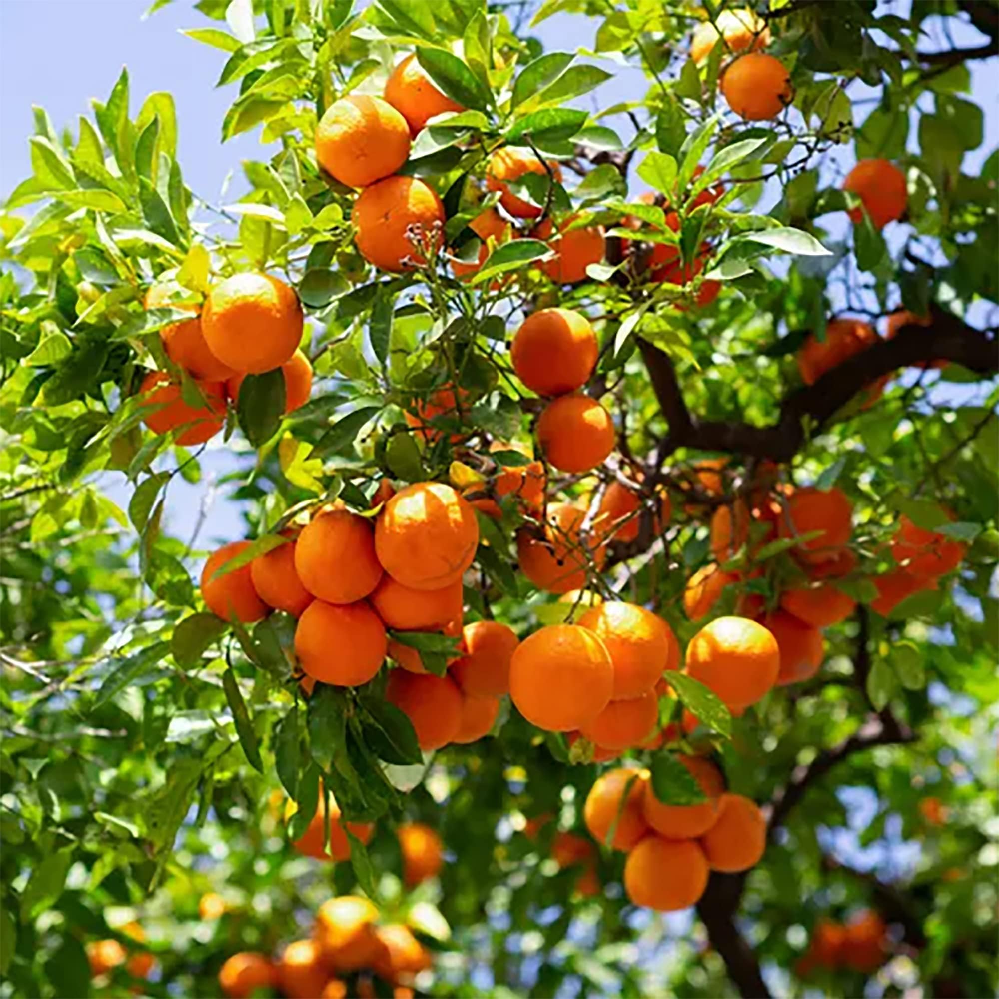 Amazon.com : QAUZUY GARDEN 50 Premium Citrus Mandarin Orange Tree Seeds ...