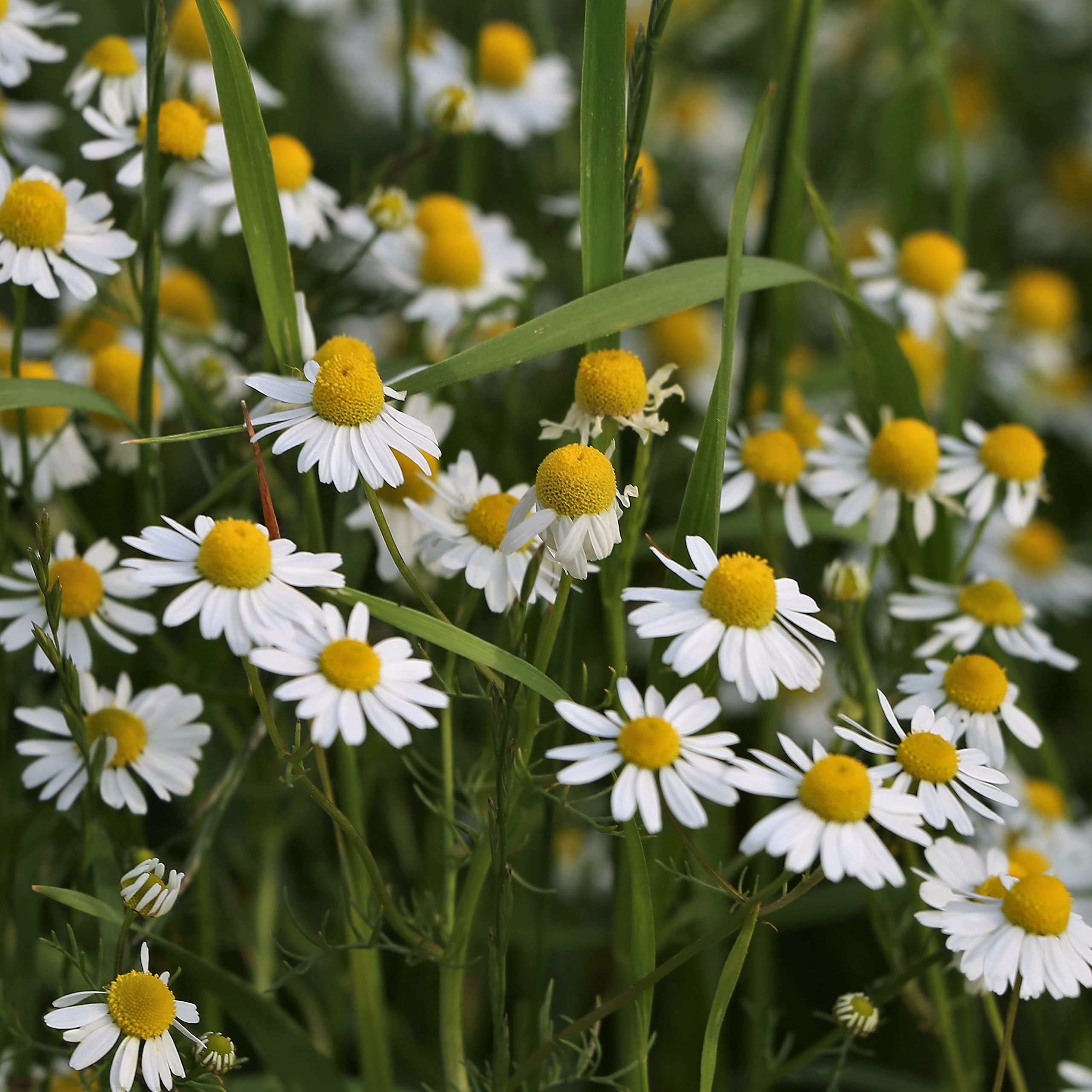 German Chamomile Plant